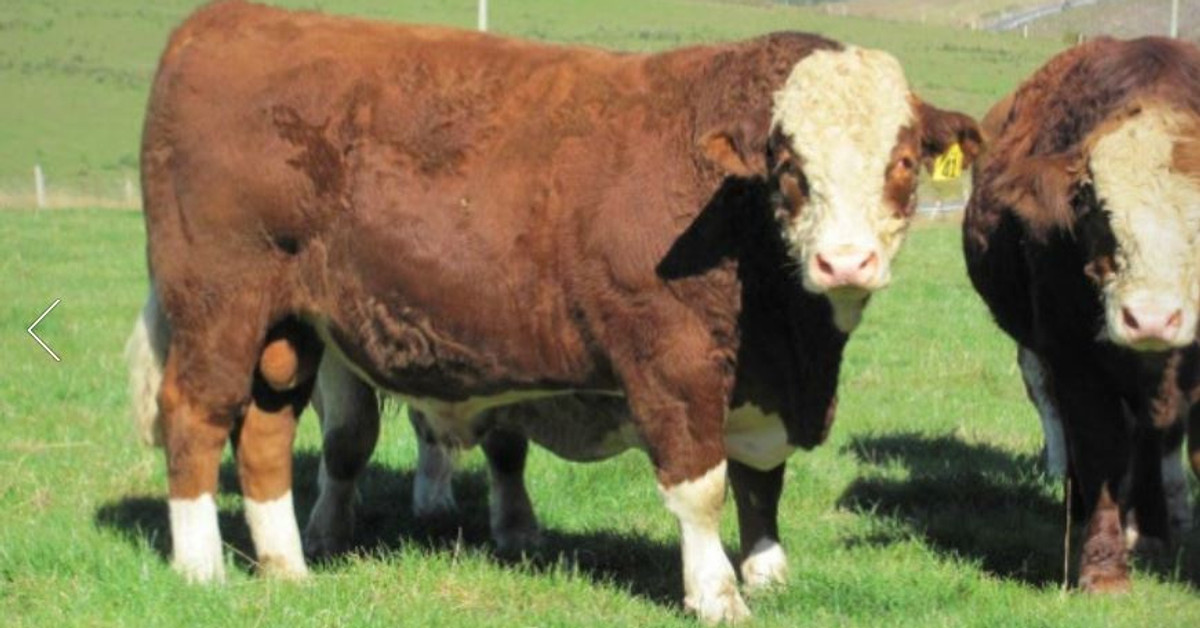 Bidding For Bulls On Broadband