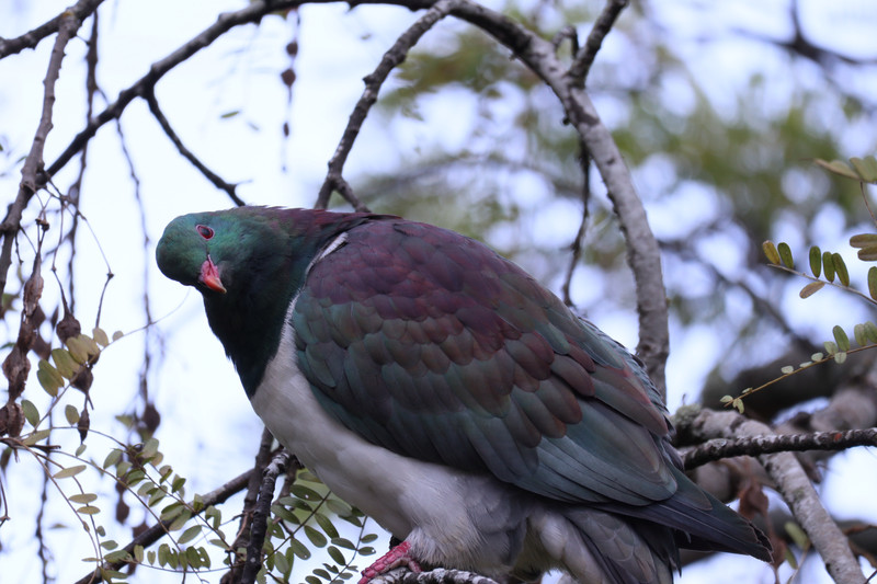 Trappers catchup - Birds of Kaikorai Valley