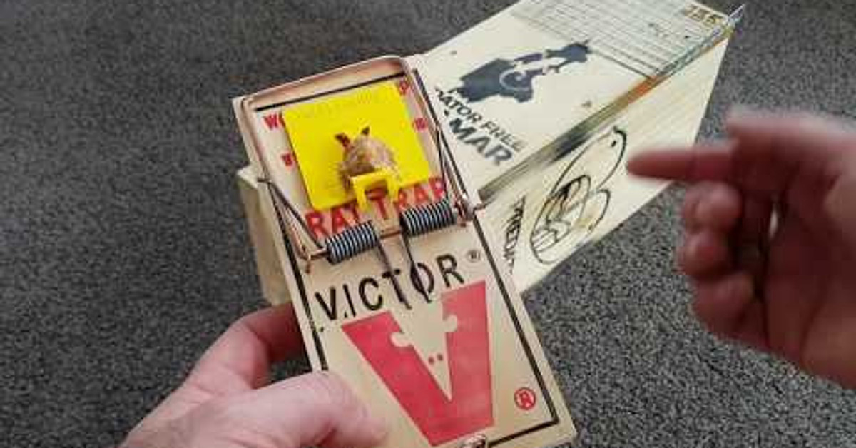 Victor rat trap training