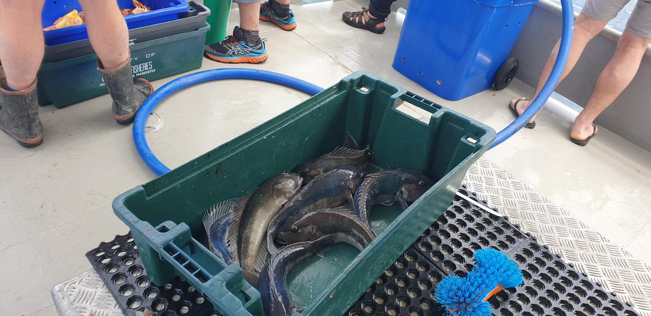 Photo Gallery | Moeraki Fishing Charters