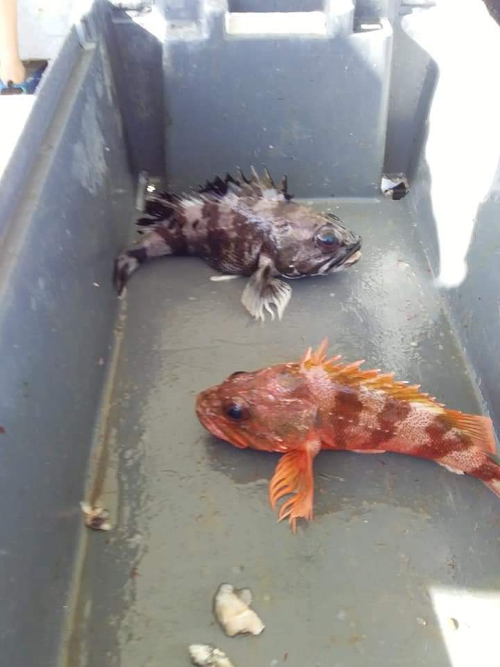 Photo Gallery | Moeraki Fishing Charters