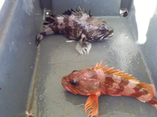 Photo Gallery | Moeraki Fishing Charters