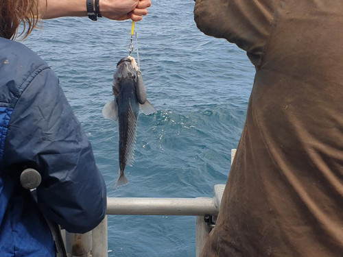 Photo Gallery | Moeraki Fishing Charters