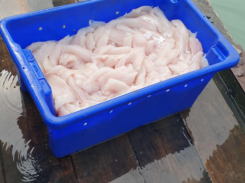 Photo Gallery | Moeraki Fishing Charters