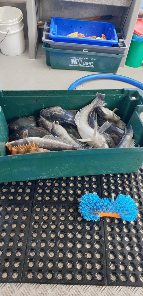 Photo Gallery | Moeraki Fishing Charters