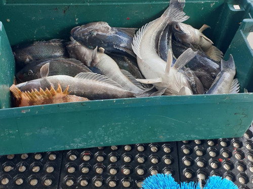 Photo Gallery | Moeraki Fishing Charters