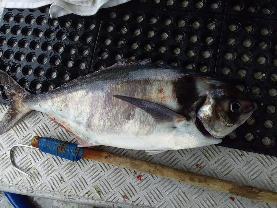 Photo Gallery | Moeraki Fishing Charters