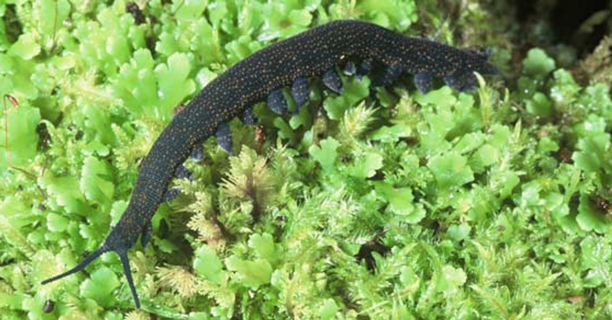 Prodigious, precious Peripatus