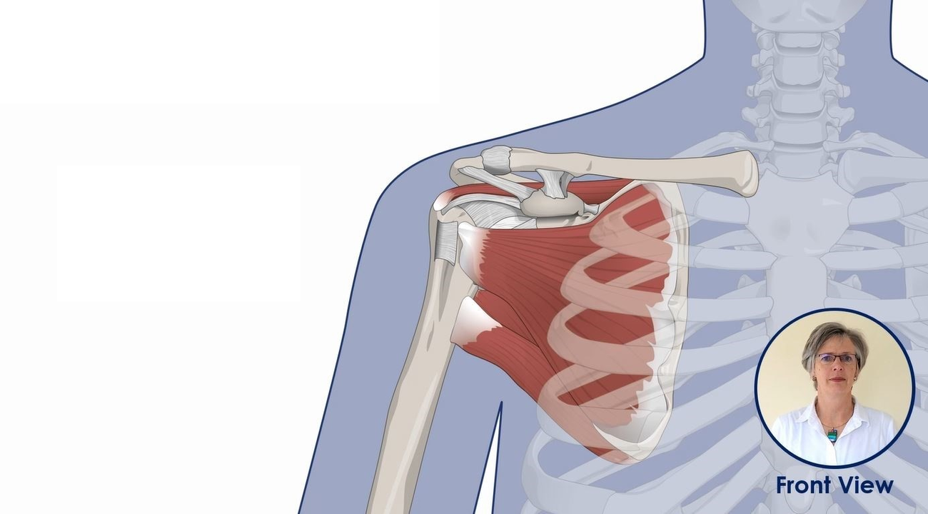 Shoulder Anatomy