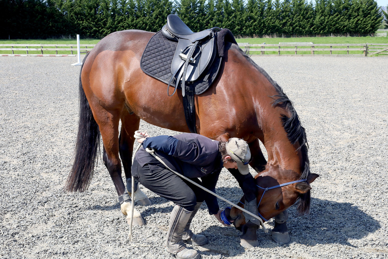 Gallery | Zoe Miller Horse Riding Instructor | South Island, New Zealand