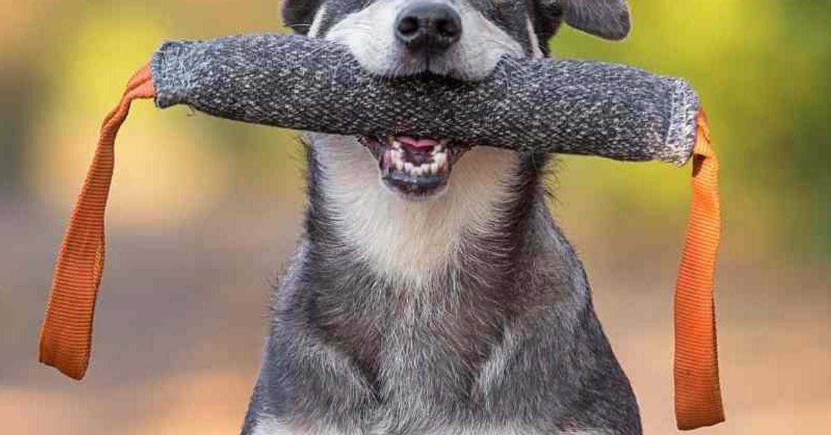 Adult One-on-One Dog Training | Paws4Success | Expert Dog Trainer