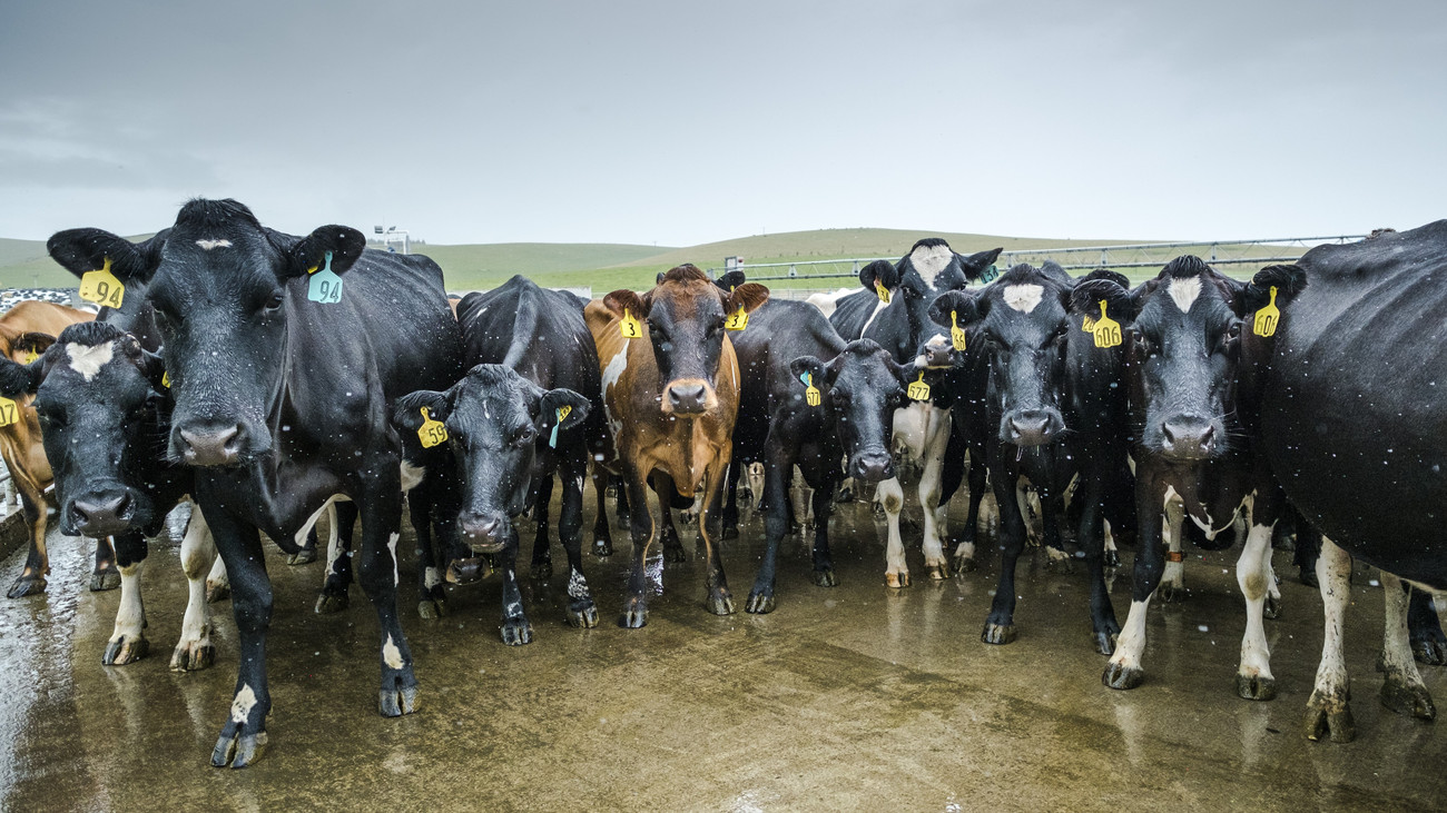 Home [www.nind.co.nz]