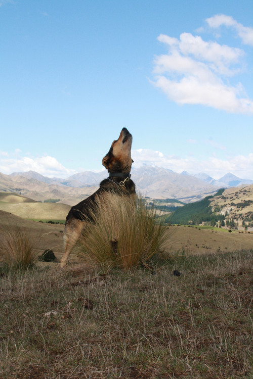 Mighty Mix Dog Food | Testimonials | Read Reviews of Mighty Mix Dog Food