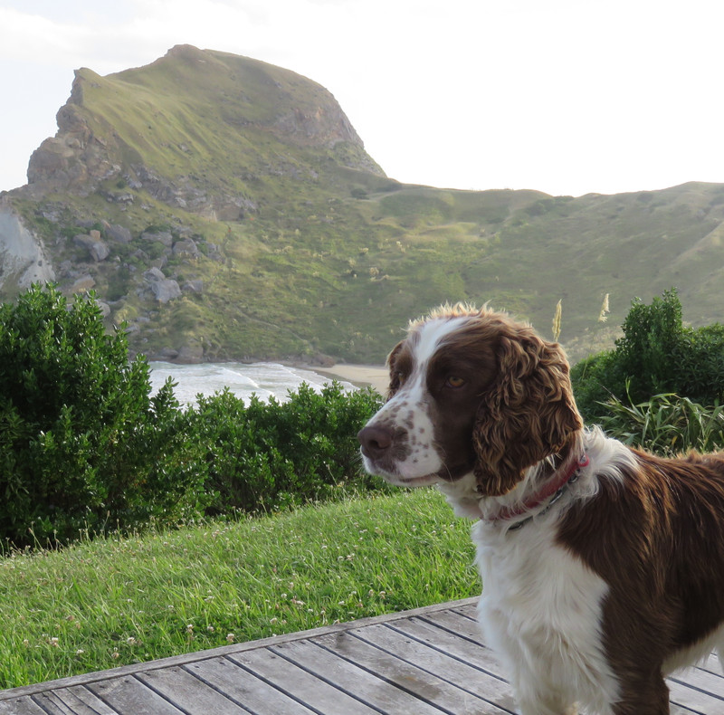 Mighty Mix Dog Food | Testimonials | Read Reviews of Mighty Mix Dog Food