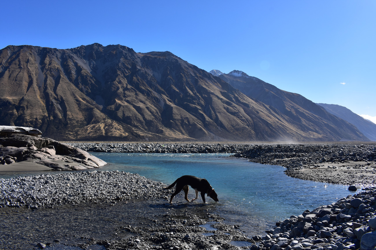 Mighty Mix Dog Food | Testimonials | Read Reviews of Mighty Mix Dog Food