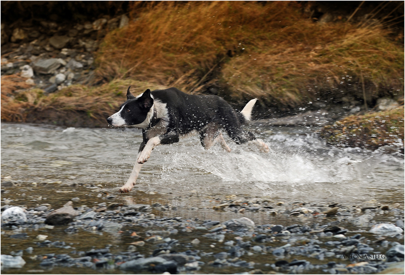 Mighty Mix Dog Food | Testimonials | Read Reviews of Mighty Mix Dog Food