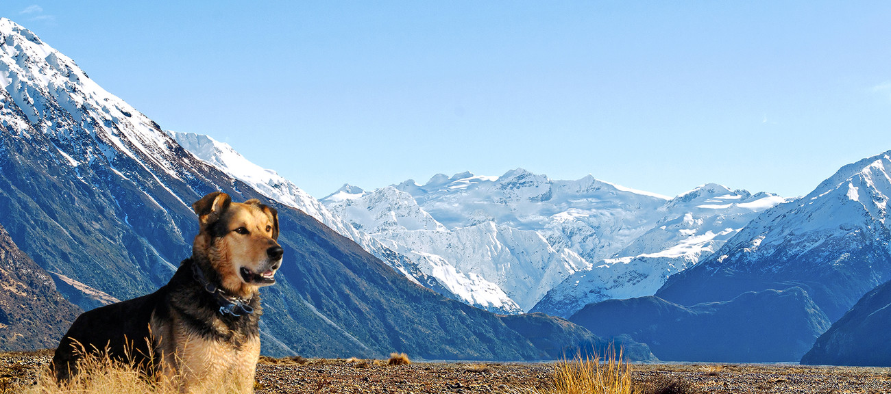 Mighty Mix Dog Food | Home | Tucker that’s good for your dog | NZ dog food.