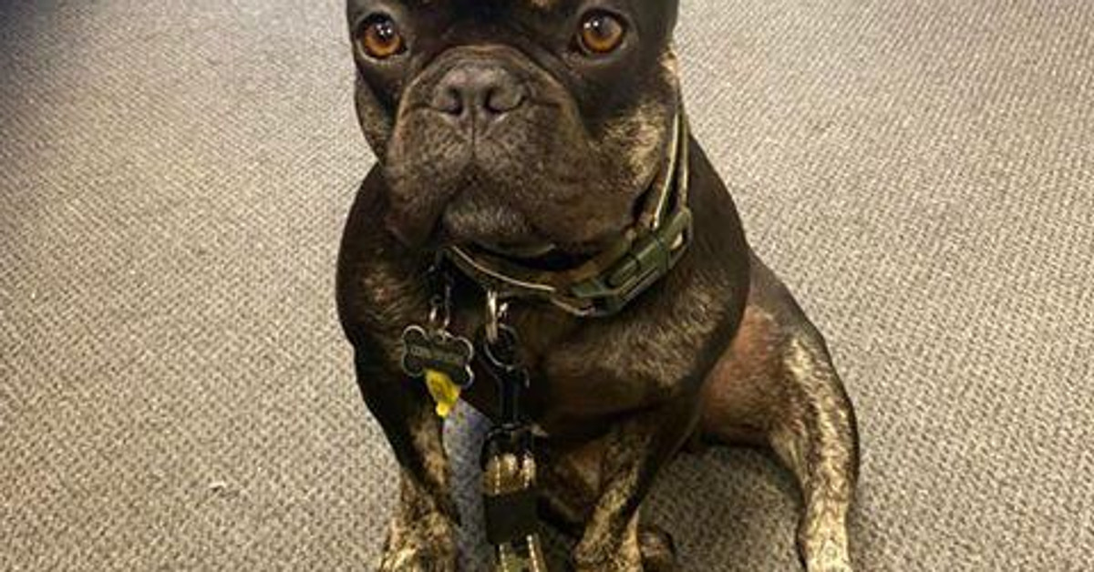 Mighty Mix Dog Food | Testimonials | Read Reviews of Mighty Mix Dog Food