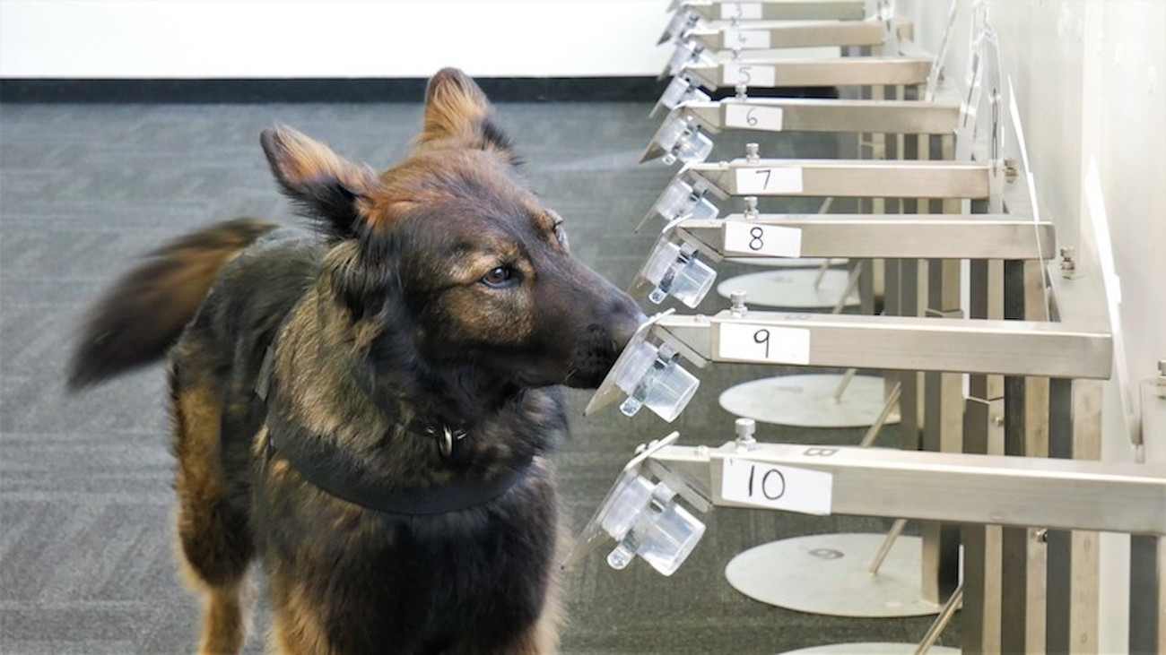About | K9 Medical Detection NZ | Medical detection dogs New Zealand