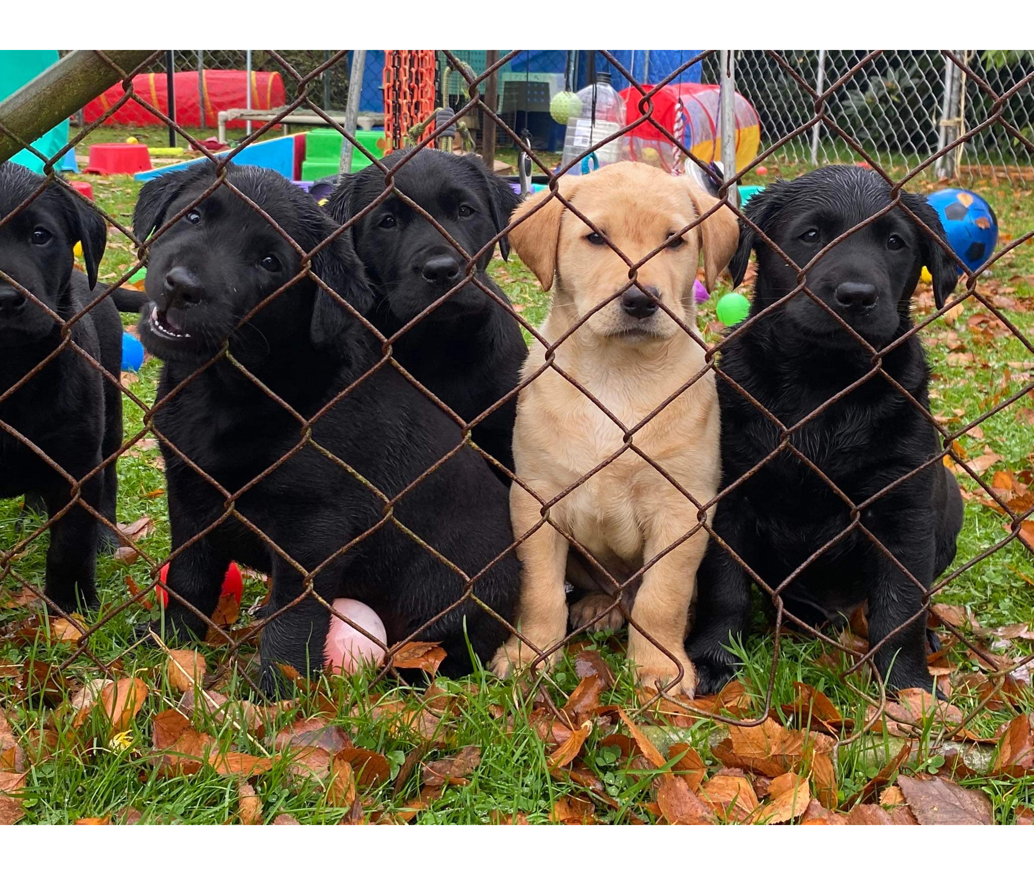 Home | Welcome to K9 Medical Detection New Zealand Charitable Trust