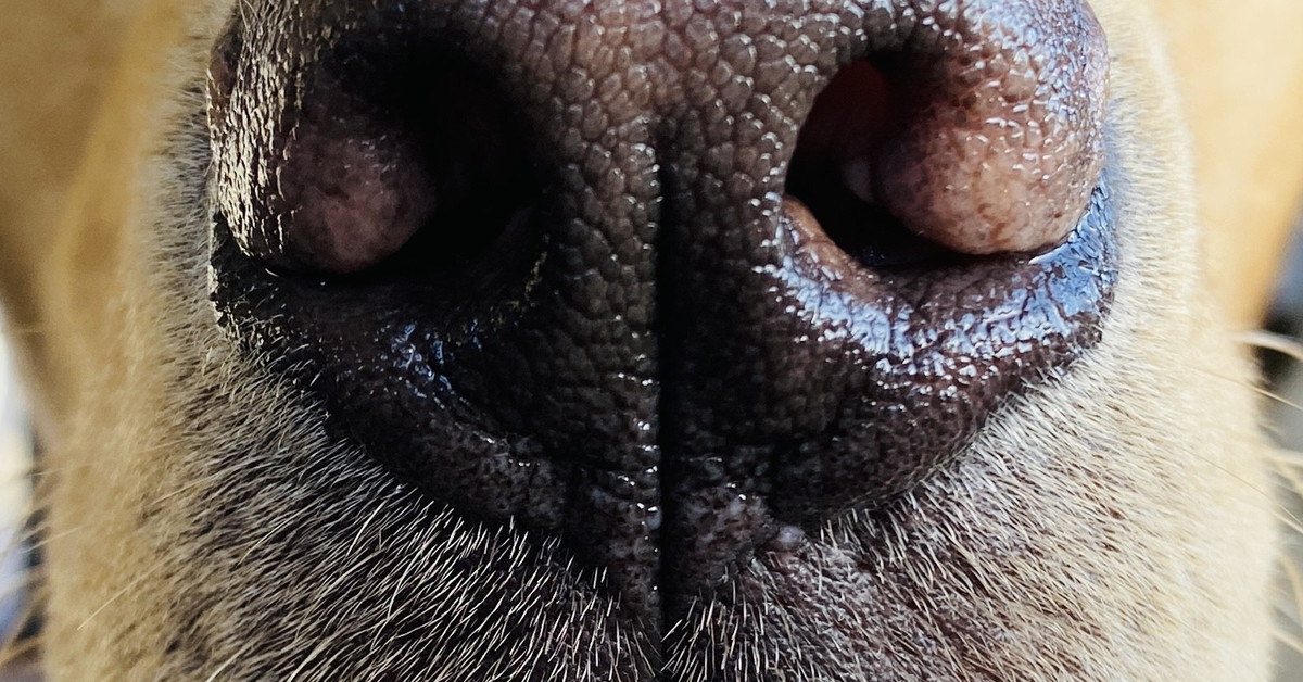 A dog's nose | K9 Medical Detection NZ | How dogs sniff cancer