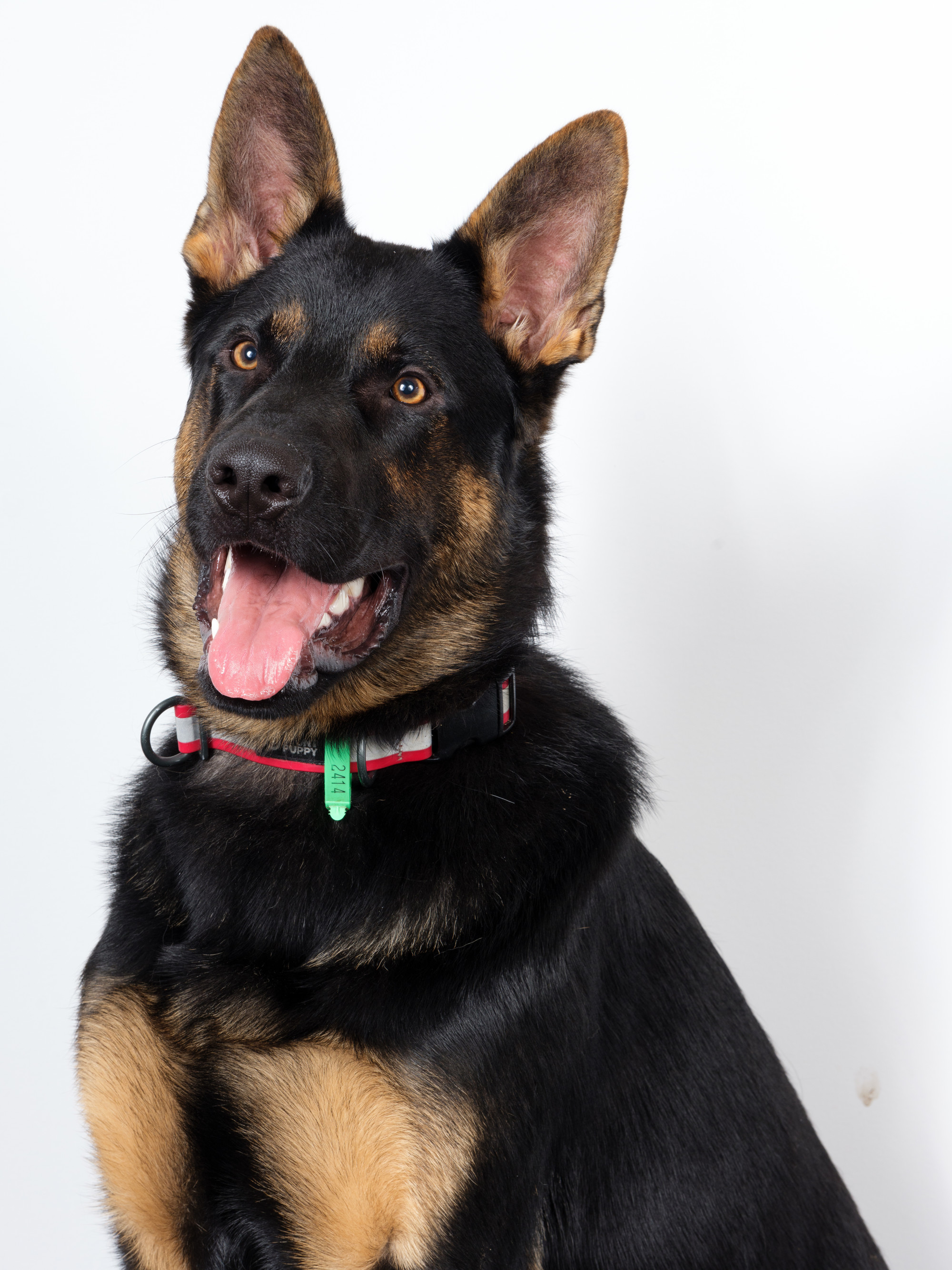 Our Dogs | K9 Medical Detection NZ | Meet our dogs
