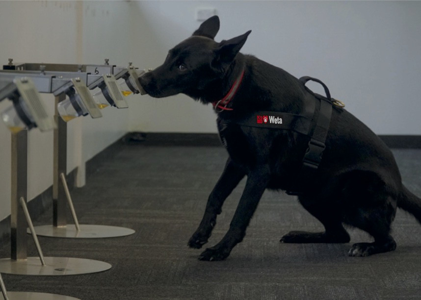 Home | Welcome to K9 Medical Detection New Zealand Charitable Trust