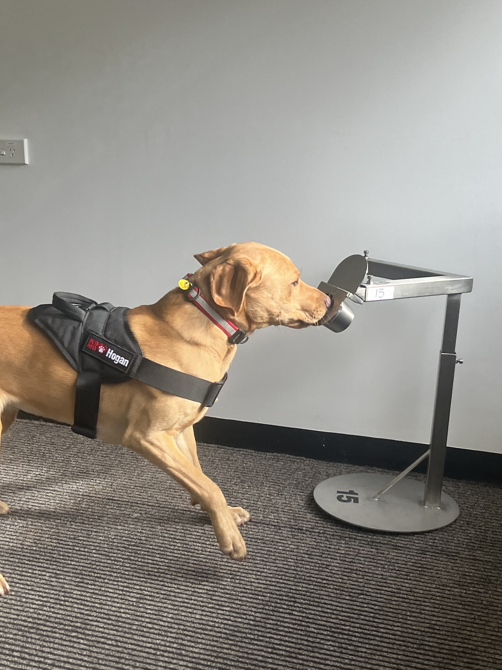 A dog's nose | K9 Medical Detection NZ | How dogs sniff cancer